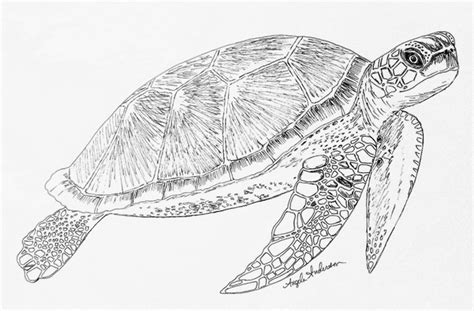 Sea Turtle Traceable Angela Anderson Thankful Art Animal Drawings
