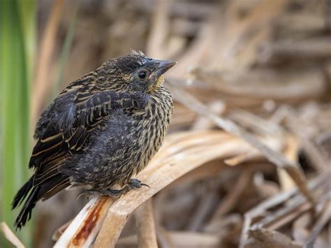 Red Winged Blackbird Nesting All You Need To Know Birdfact