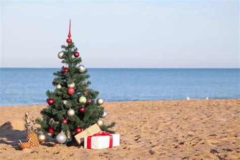 Heres How To Get A Real Tree For Your Christmas In Dubai Insydo