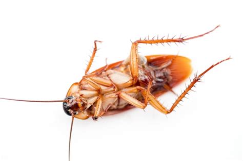 Premium Photo Dead Cockroach