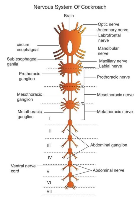 Nervous System Of Cockroach Anatomy Diagram Nervous System Of Cockroach Anatomy Diagram