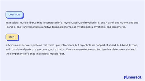 Solvedin A Skeletal Muscle Fiber A Triad Is Composed Of A Myosin