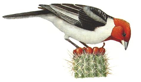 Galo Da Campina