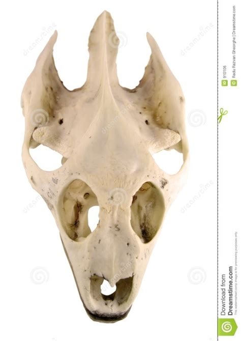 Dud — Gaster Blasters Irl