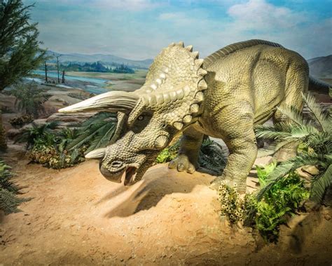 Dromaeosaurus A Small But Ferocious Predator Dino Digest