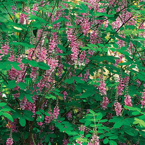 Indigofera Pinkflower Chinese Indigo Finegardening