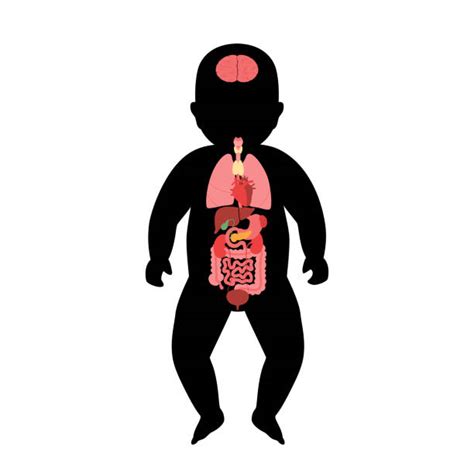 680 Timus Ilustrasi Grafik Vektor And Clip Art Bebas Royalti Istock