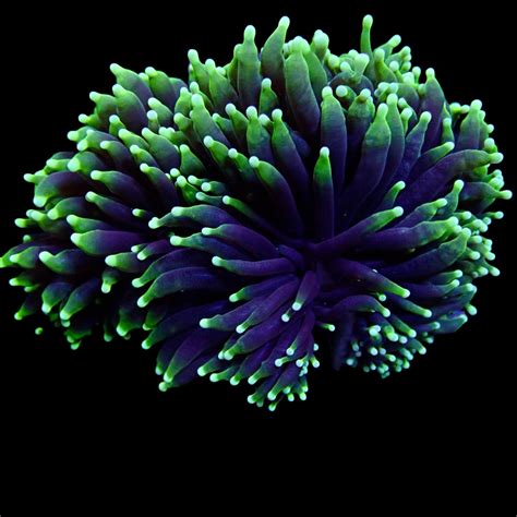 Australian Toxic Green Torch Colony Aquarium Reefsolution Inc