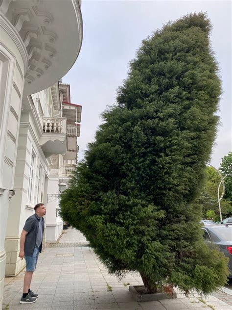 Mikhail Subbotin Medium