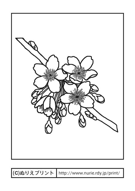 サクラ 主線黒 春の花 無料塗り絵イラストぬりえプリント 塗り絵 無料 桜イラスト 塗り絵 無料 花