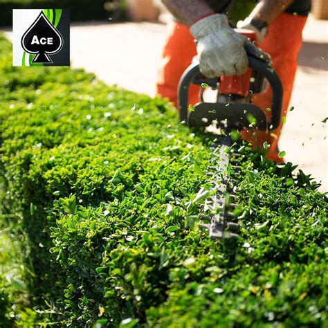 Ace Exterminating Tn On Linkedin Protip