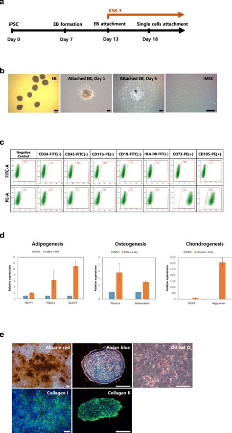 New Method And Validation Of Msc Differentiation From Ipsc Using Msc
