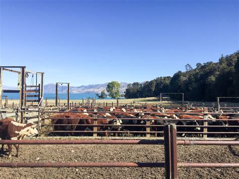 Beef Pregnancy Scanning Vetlife
