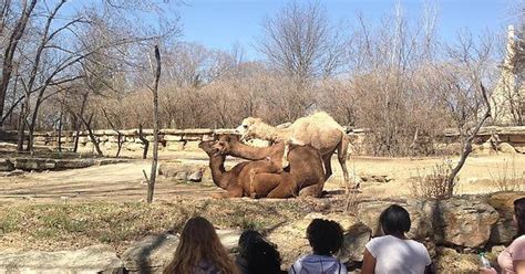 Good Ol Camel Orgy At Kansas City Zoo Rfunny