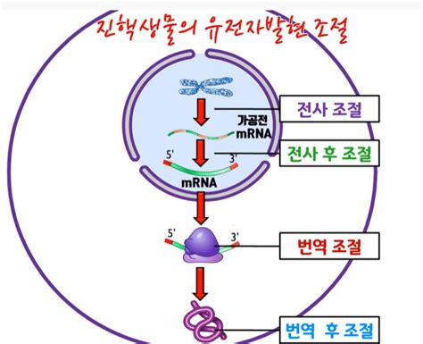 3 7 진핵생물의 유전자 발현 조절 Feat 전사인자 조절요소 조절유전자 엑손 인트론 Rna 스플라이싱 네이버 블로그