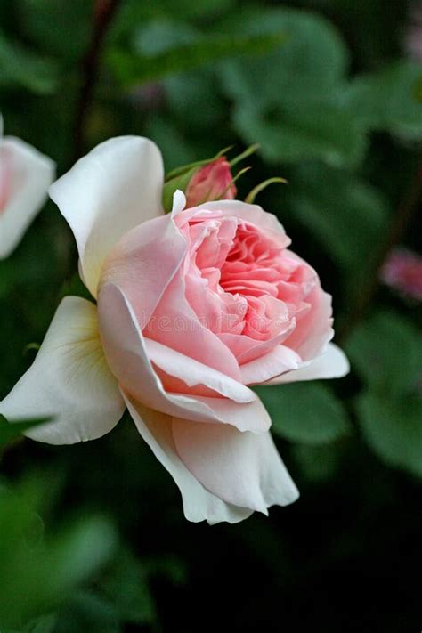 Rose Anglaise Rose Photo Stock Image Du Jardin Ressort