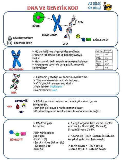 8 Sınıf Fen Bilimleri DNA ve Genetik Kod Özet Konu Özeti Derslig