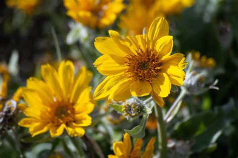 Arrowleaf Balsamroot Bringing Sunshine Down To The Valleys Traveling