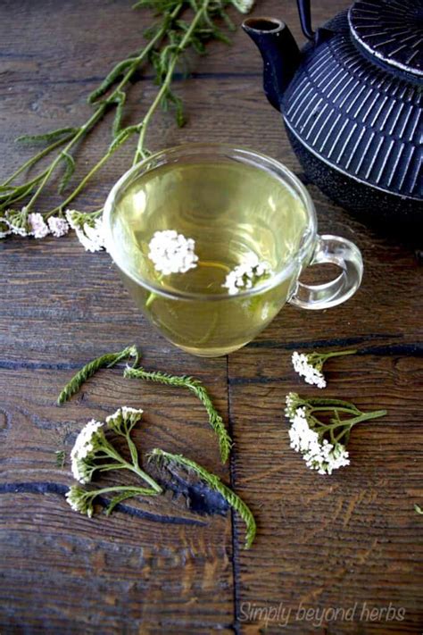 Harvesting Yarrow To Make Yarrow Tea Simplybeyondherbs