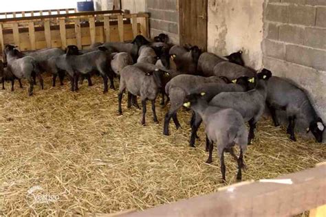 Da Li Romanovska Ovca Može Biti Tovna Rasa Agro Saveti