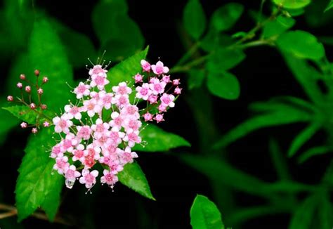 シモツケ下野繍線菊繍線花 ひだまりフォト575