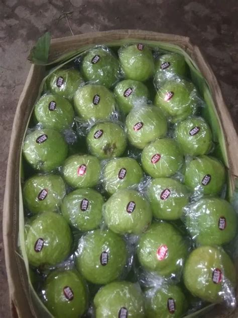 A Grade Guava Packaging Type Carton Packaging Size 5 Kg At ₹ 30kg