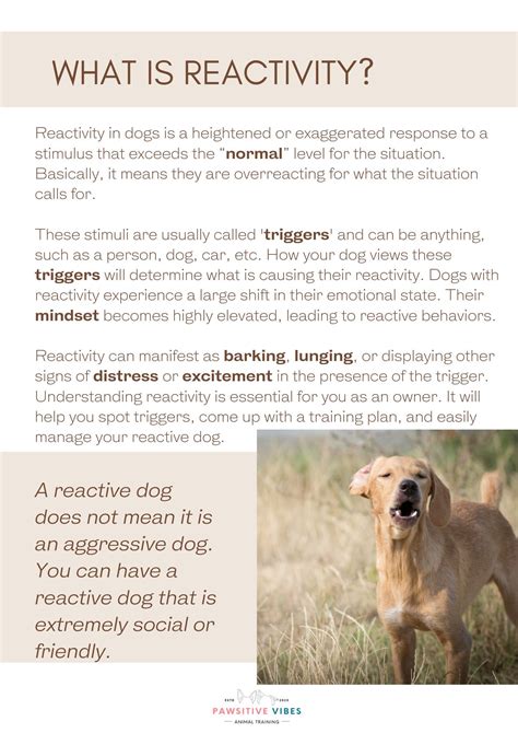 The Ultimant Guide To Reactivity Pawsitivevibestraining