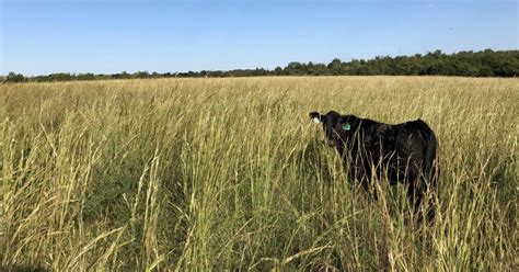 Texas Authorities Investigate Mysterious Cases Of Dead Cows Found With