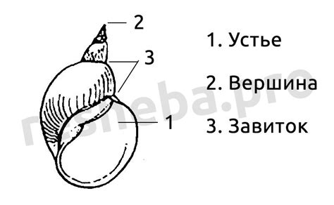 Ответы | Лаб. 1. Строение раковины прудовика и беззубки — Биология, 8 ...