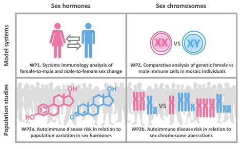 Deciphering Sex Differences In The Human Immune System Seximmune Project News And Multimedia