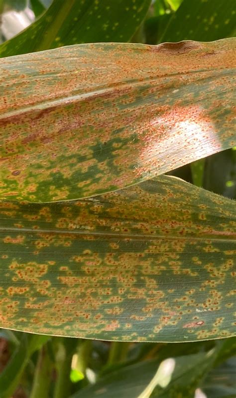 Southern Rust Identification And Management In Corn Crop Science Us
