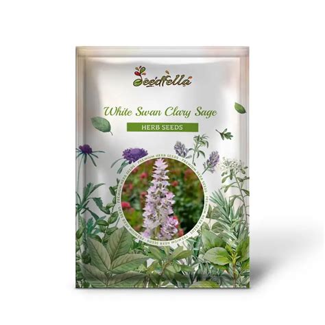 White Swan Clary Sage Salvia Viridis Horminum Herb Flower Seeds