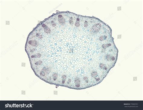 Dicot Stem Under Microscope
