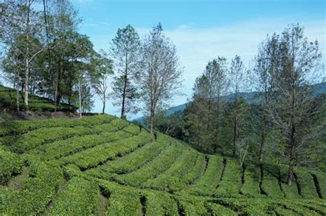 경치 구름 농작물 농촌의 들판 바탕화면 언덕에 관한 무료 스톡 사진