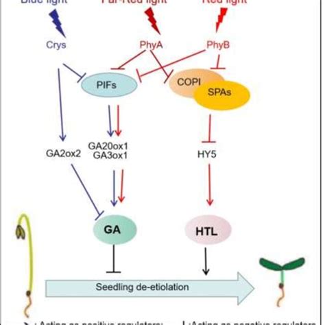 Light Mediated Signaling Network In Regulating Seedling De Etiolation