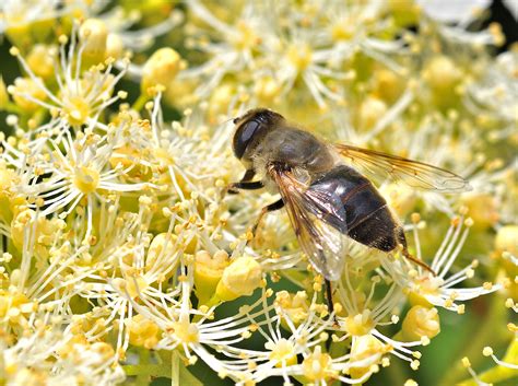 Gierig Foto And Bild Tiere Wildlife Insekten Bilder Auf Fotocommunity