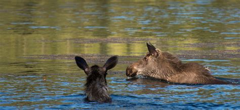 Can Moose Swim 3 Reasons For Their Strong Swimming Skills
