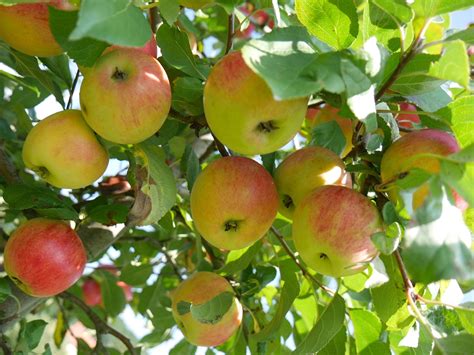 Apfelernte für Sie Obstbau Robert Rüdiger in Dresden