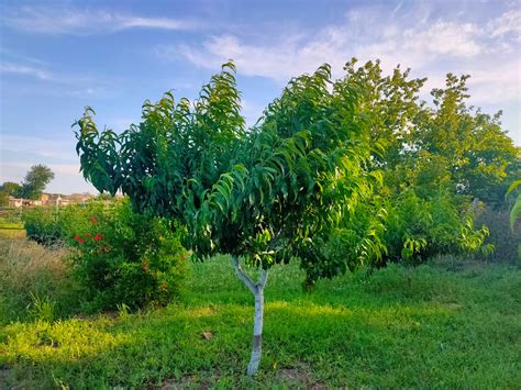 В поисках своего дзена и трудодень прошёл Девушка в зелёном саду🍎