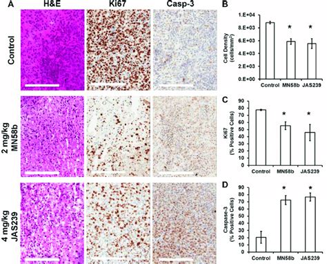 Histological Assessment Of Tumors Reveals Reduced Cell Density Lower