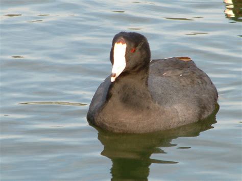 Duck Pics Learning