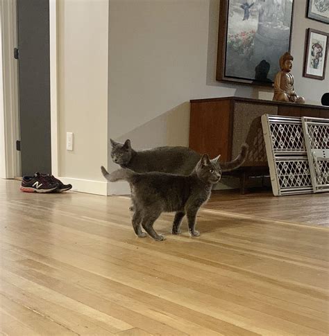 Adopted a dustkitty and then another free one showed up. Pics from ...