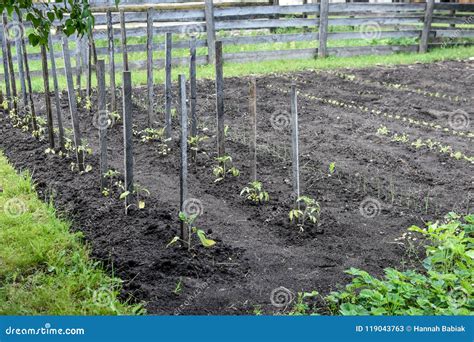 Vegetable Garden Staked Tomato Plants Stock Image Image Of Grown