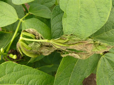 Sunscald Dry Bean Agronomy