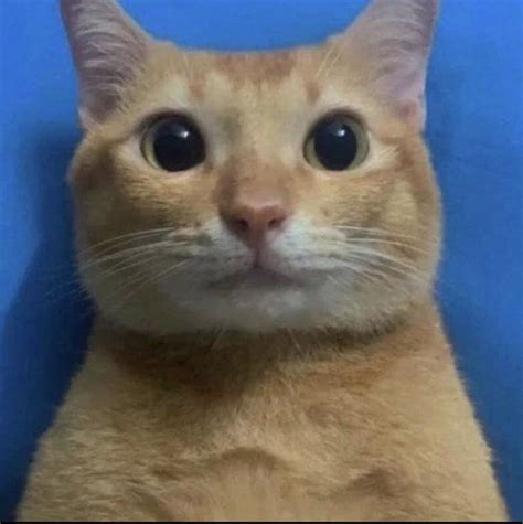Funny And Silly Orange Cat Pictures