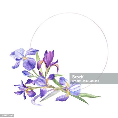 홍채 꽃의 꽃다발의 수채화 그림은 프레임이나 화환으로 우아한 원과 함께 디자인되었습니다 0명에 대한 스톡 벡터 아트 및 기타