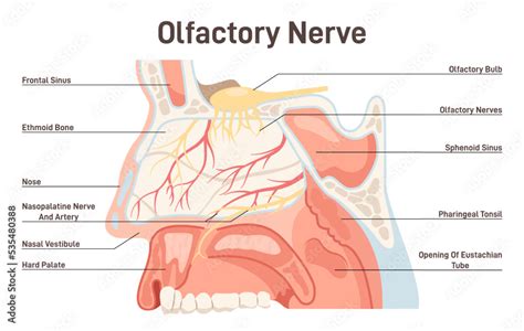 Olfactory Nerve Anatoy Human Nasal Cavity Structure Olfactory Bulb