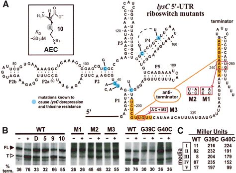 An Mrna Structure In Bacteria That Controls Gene Expression By Binding