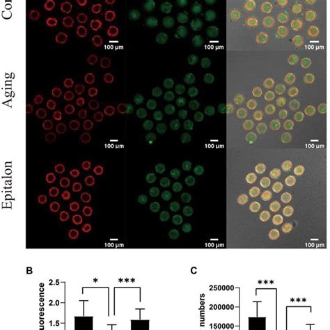 Epitalon Protected The Function Of Mitochondria During Post Ovulatory Download Scientific