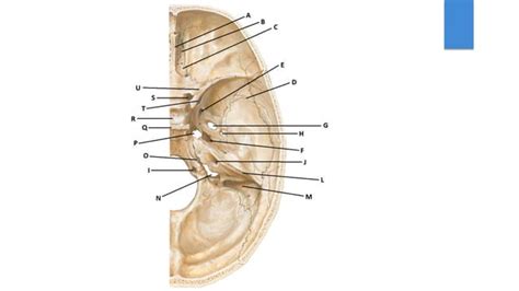 Norma Frontalis Lateralis Verticalis Basalis Cranial Base Pptx